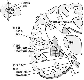 生理学研究所 総合生理研究系 生体システム研究部門