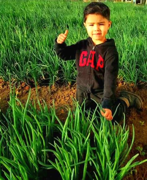 Мөнх Монгол хөрсөнд ургуулсан Ногоон сонгино 5 кг аас дээш захиалгаар нийлүүлнэ Хүргэлттэй