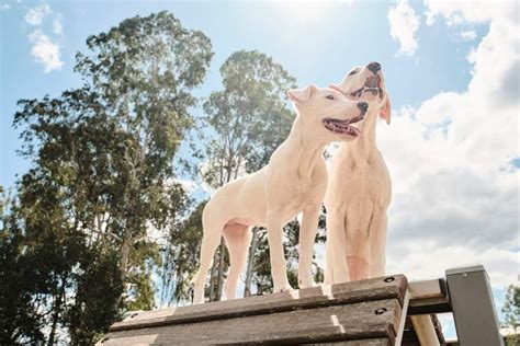 Silver Lining Pet Rescue Inc Richard On Adoption Trial Located