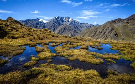 The Mighty Polylepis Tree Global Forest Generation