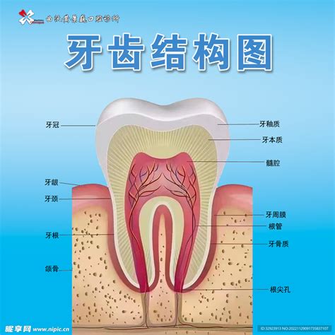 牙齿结构图设计图psd分层素材psd分层素材设计图库昵图网
