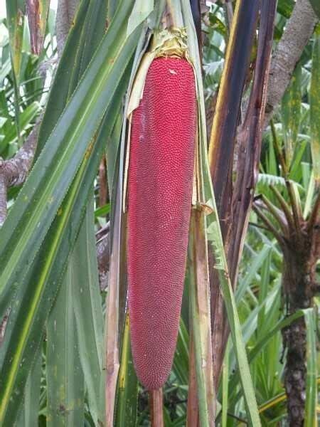 13 Questions With Answers In Papua New Guinea Science Topic