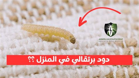 دود برتقالي في المنزل غير معروف ؟؟ ما هي خطورتها ؟؟ Youtube