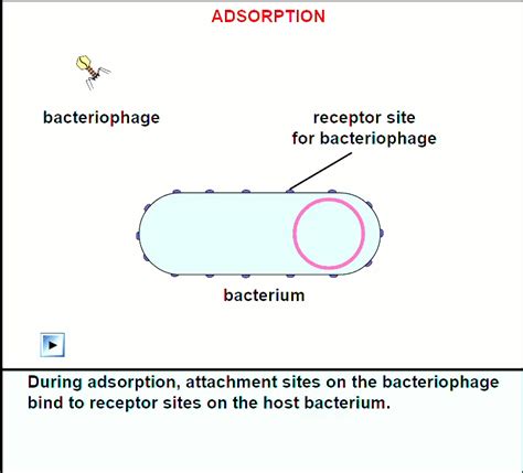 112 Lytic Life Cycle Of Coliphage T4 Biology Libretexts