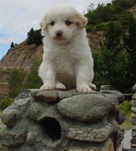Mucuchies Breed Guide Learn About The Mucuchies