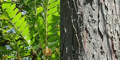 Honey Locust The Westmoor Arboretum Fuzzy Spring Catkins