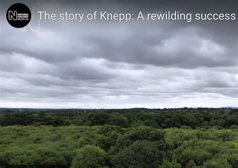 The Story Of Knepp A Rewilding Success The Natural History Museum