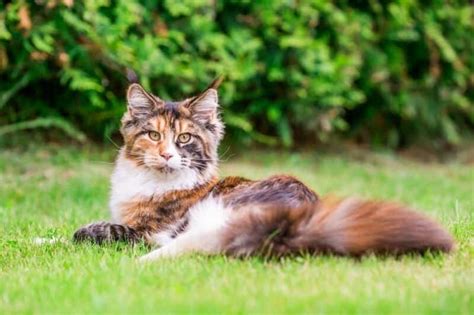 Calico Maine Coon Cat Breed Info Pictures Temperament And Traits Catster