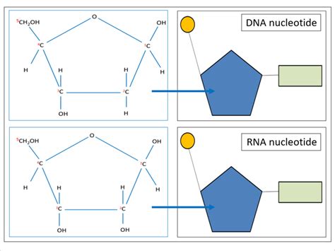 Topic Structure And Replication Of DNA CIE International A Level Biology Teaching Resources