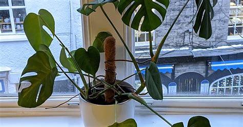 Monstera Staking Album On Imgur