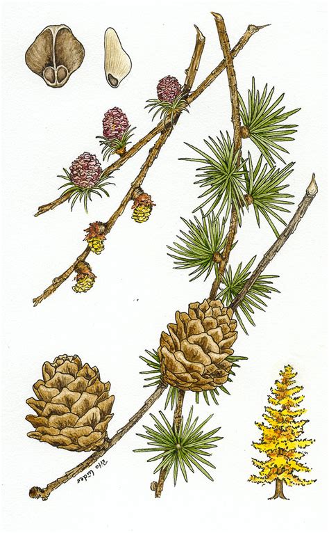 Larix Decidua Lärche Larix Decidua C Rita Lüder Naturgucker De