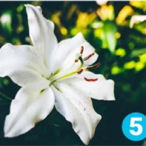 Favorite Flower Quiz Reveals An Underlying Secret About Your Personality Yourtango