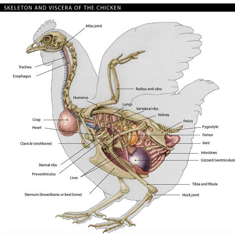 Chicken Meat Anatomy Diagram At Beverly Calvo Blog