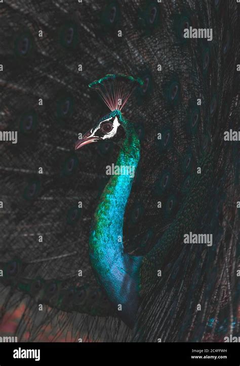 Peacock Glowing Blue Peacock Shinning Peacock Crest Of Peacock Stock