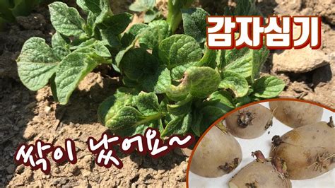 씨감자심기 감자키우기 도전~ 싹이 났어요 Potatoes Planting Youtube