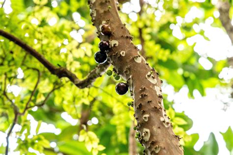 Tree With Roots And Branches And Fruits