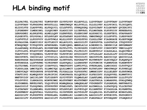 Ppt Mhc Binding And Mhc Polymorphism Powerpoint Presentation Free Download Id 4563834