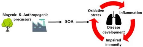 二次有机气溶胶的致病机制 Chemical Research In Toxicology X Mol