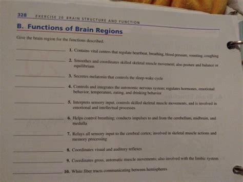Solved 328 EXERCISE 20 BRAIN STRUCTURE AND FUNCTION B Chegg Com
