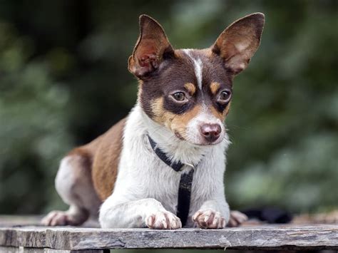 Is A Terrier Mix Right For You
