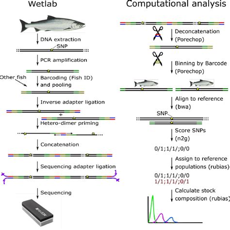 Simplified Wet Lab Workflow For DNA Extraction Amplification