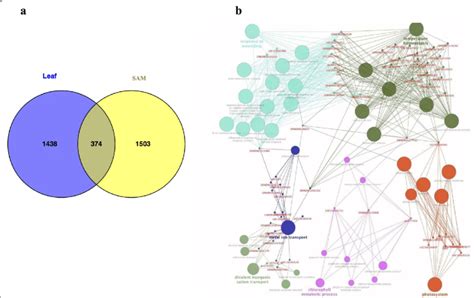 Expression And Functional Analysis Of DEGs From HZ4 NIL Compared With
