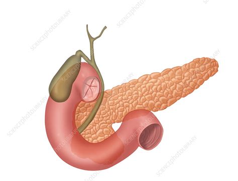 Anatomy Of Biliary System Stock Image C022 1068 Science Photo Library