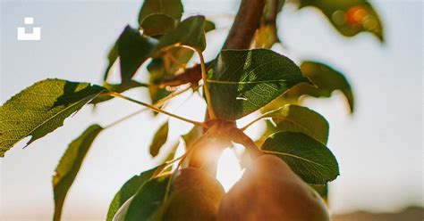 나뭇 가지에 빨간 사과 과일 사진 Unsplash의 무료 과수 이미지