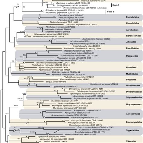 Phylogenetic Tree Inferred Using The Combined Sequences Of Lsu Its
