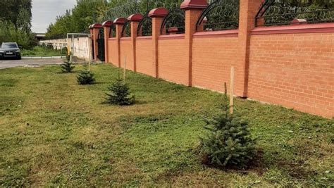 На улице Баумана в Йошкар-Оле высадили аллею из молодых елей | Новости ...