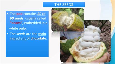 Cacao Varieties And Its Climatic Requirements Pptx