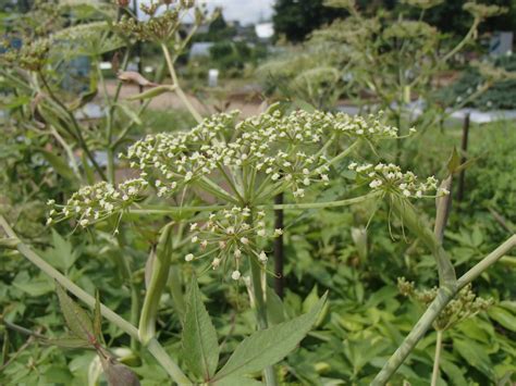 ヒュウガトウキセリ科 開花情報 ふれあいガーデン草星舎