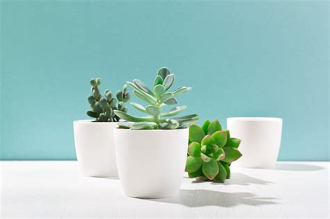 흰색 냄비와 파란색 배경에 야자 수 잎의 그늘에 다양한 선인장과 즙이 많은 식물의 컬렉션 0명에 대한 스톡 사진 및 기타 이미지 0명 가정의 방 개념 Istock