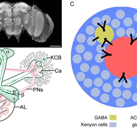 Pdf Different Classes Of Input And Output Neurons Reveal New Features