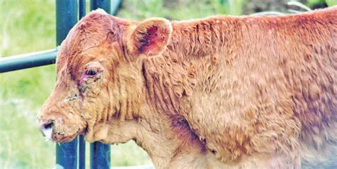 ДОРНОД Хоёр суманд Үхрийн арьс товруутах өвчин батлагдлаа