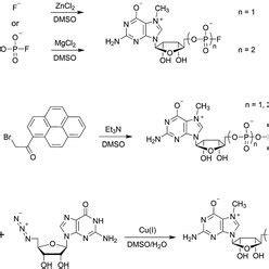 Synthesis Of Capped RNAs By So Called Co Transcriptional Capping During Download Scientific