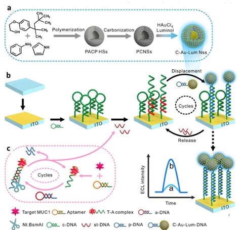 Schematic Illustration Of Ecl Biosensor Fabrication And Muc1 Detection Download Scientific