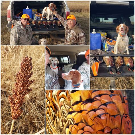 Golden Pheasant Xtreme Load Duplication Trapshooters Forum