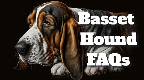 Basset Hound Faqs Petmoo
