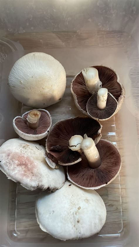 Help Identifying A Mushroom R Mushrooms