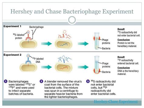 Ppt Chapter 13 Dna Rna And Proteins Powerpoint Presentation Free