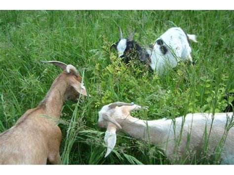 Пасищно отглежданите животни с по добър растеж и продуктивност