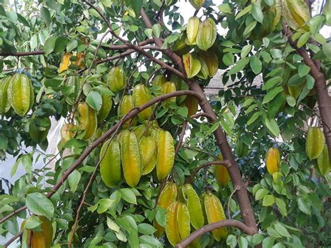 Star Fruit Tree