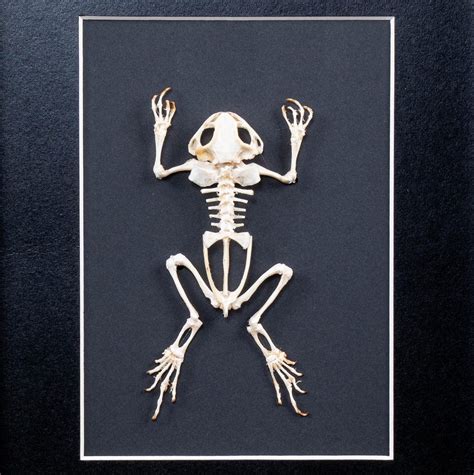 Asian Toad Complete Skeleton Duttaphrynus Melanostictus Taxidermy Genuine Bones And Skulls For