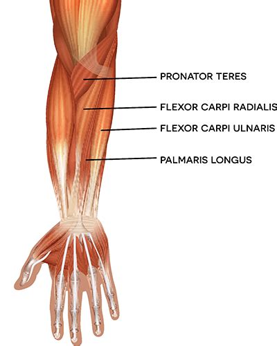 Arm Muscles Anatomy And Function Of Biceps Triceps Forearms Bodi