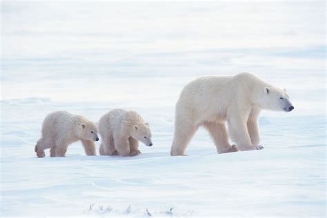 Polar Bears Habitat Loss Polar Bear Factsheet Wwf
