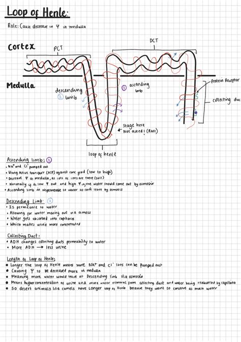 Summary Ocr A Biology The Loop Of Henle Unit 5 Stuvia Uk