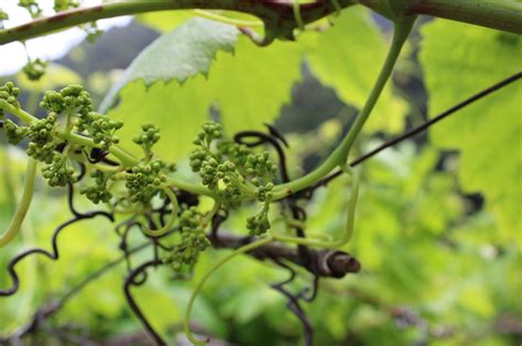 포도 농업 농장 Pixabay의 무료 사진 Pixabay