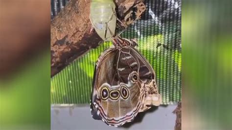 لحظه خارج شدن پروانه از پیله، مستند جانوران