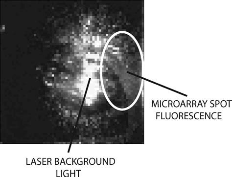 One Spot Of An 8000 Spot Human Dna Microarray Captured By The Presented